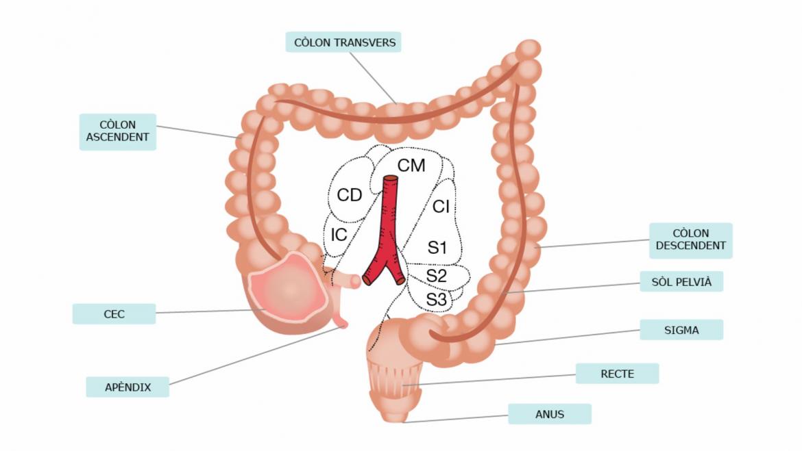Tiroidectomía: principales detalles | Hospital de Bellvitge
